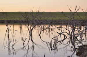 A Ballardong Noongar Story – Badjaling Remembers